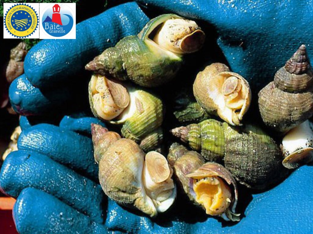 Le Bulot de la baie de Granville obtient l'IGP - Faire Savoir Faire
